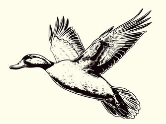 Duck flying sketch painted Royalty Free Vector Image