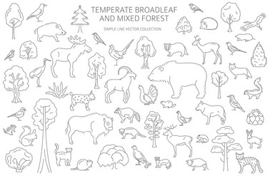 Temperate broadleaf forest and mixed forest biome Vector Image