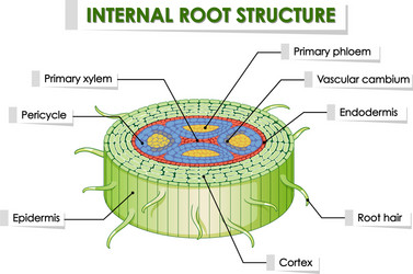 Diagram showing internal root structure Royalty Free Vector