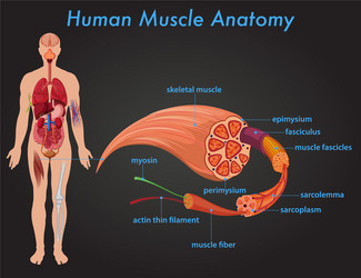 Human Muscle Vector Images (over 26,000)