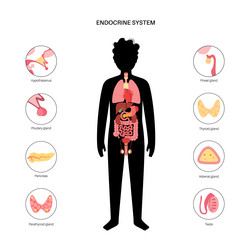 Human endocrine system Royalty Free Vector Image
