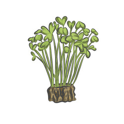 Individual label for fresh microgreen products Vector Image