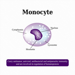 Anatomical structure of monocytes blood cells Vector Image