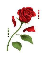 Rose hand drawing and mesh colored a blossoming Vector Image