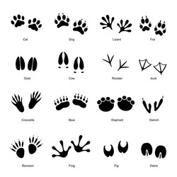 Animal tracks drawing foot print guide Royalty Free Vector