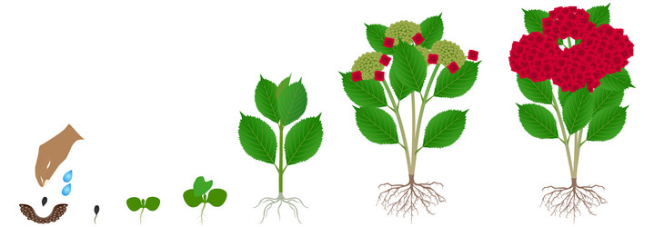 Life cycle of red hydrangea plant Royalty Free Vector Image