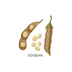 Soya Plant Drawing Vector Images (over 190)