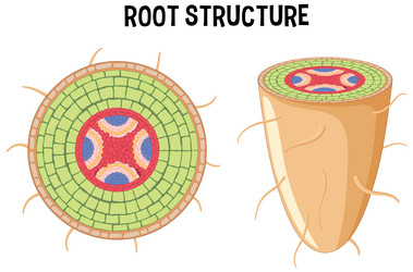 Monocot Root