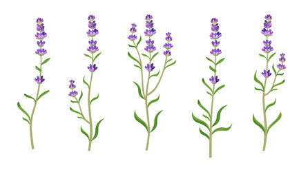 Lavender Vector Images (over 15,000)
