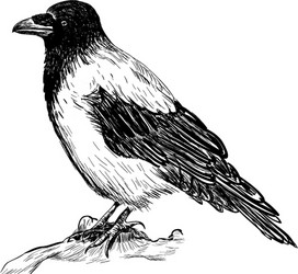 Raven sitting sketch hand drawn Royalty Free Vector Image