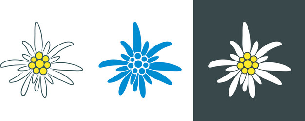 Edelweiss Royalty Free Vector Image - VectorStock