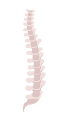 Spine Vector Images (over 26,000)