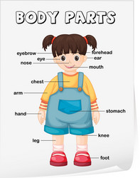 Body Diagram For Kids