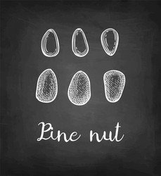 Chalk sketch pine nut Royalty Free Vector Image