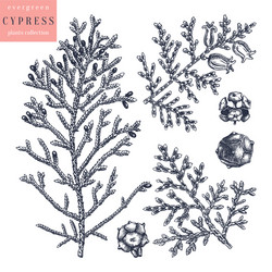 Cypress Tree Vector Images (over 3,500)