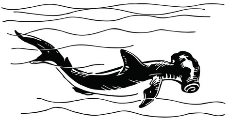 Hammerhead Shark Vector Images (over 1,300)