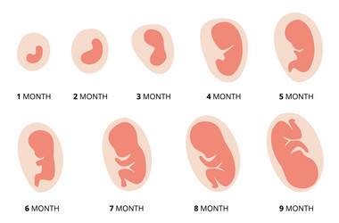 Human embryo month development stages medical Vector Image
