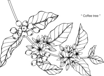 Coffee Tree Drawing Vector Images (over 2,600)