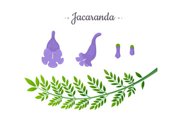 Jacaranda Tree Vector Images (over 110)