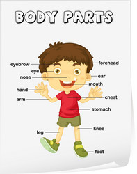 Boy body parts diagram poster Royalty Free Vector Image