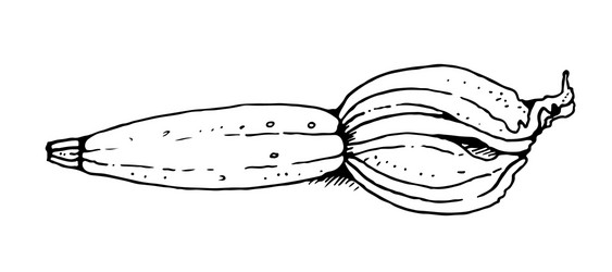 Zucchini Outline Vector Images (over 670)