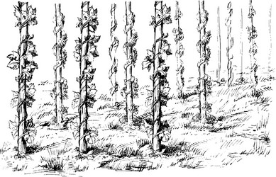 Hops Vector Images (over 45,000)