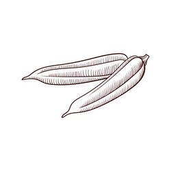 Okra hand draw sketch vegetable Royalty Free Vector Image