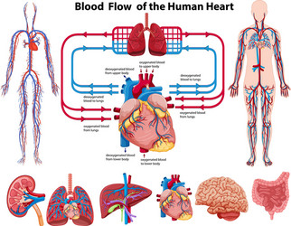 Scientific medical human blood flow Royalty Free Vector