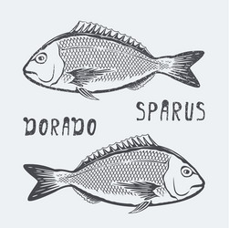 Beautiful fish dorado hand drawing set Royalty Free Vector