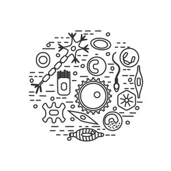 Human cell structure Royalty Free Vector Image