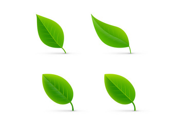 Leaf Vector Images (over 2.1 million)