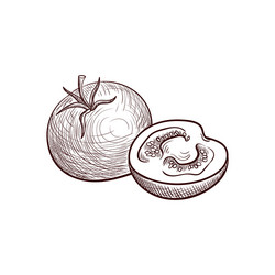 Tomato Botanical Drawing Vector Images (over 350)