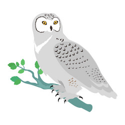Snowy white owl Royalty Free Vector Image - VectorStock