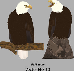 Screaming Eagle Vector Images (68)