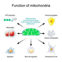 Biological photosynthesis infographic elements Vector Image