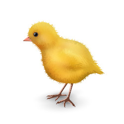 Chick Vector Images (over 28,000)