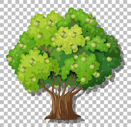 Guava Tree Vector Images (over 180)