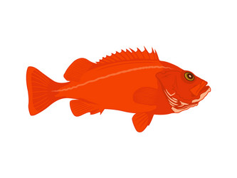 Red fish Royalty Free Vector Image - VectorStock