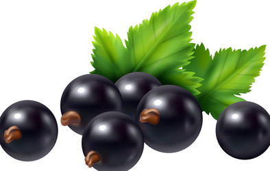 Blackcurrant Vector Images (over 1,100)