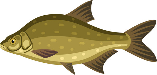 Bream Vector Images (over 1,000)