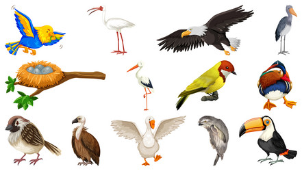 Different kinds of birds collection Royalty Free Vector