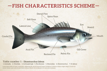 Diagram showing body part fish Royalty Free Vector Image