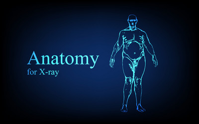 3D Human Wireframe Blueprint Royalty Free Vector Image