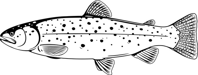 Brown Trout Vector Images (over 150)