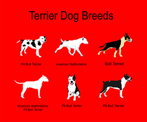 Fighters terrier dog breed collection Royalty Free Vector