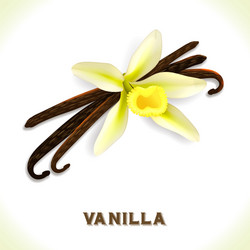 Vanilla icon cartoon style Royalty Free Vector Image