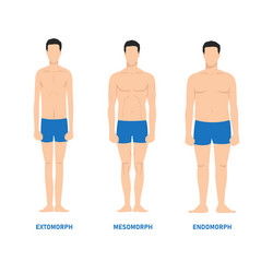 Human body types mesomorphic athletic Royalty Free Vector