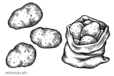 Two potatoes useful Royalty Free Vector Image - VectorStock