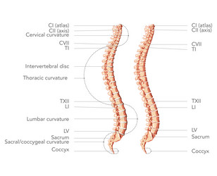 Human vertebral column spine anatomy side Vector Image
