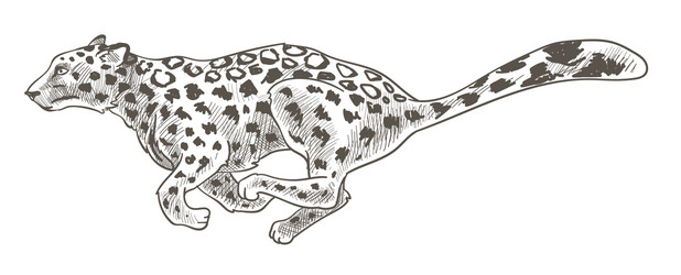 Leopard Running Drawing